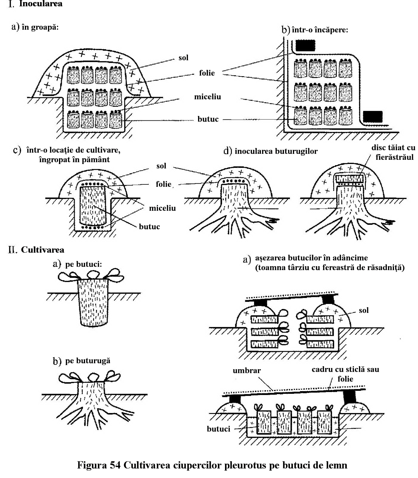 Cultivarea ciupercilor pleurotus / păstrăvul de fag (Pleurotus spp.) pe ...