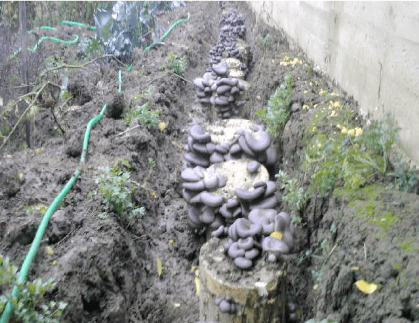 Cultivarea ciupercilor pleurotus / păstrăvul de fag (Pleurotus spp.) pe ...