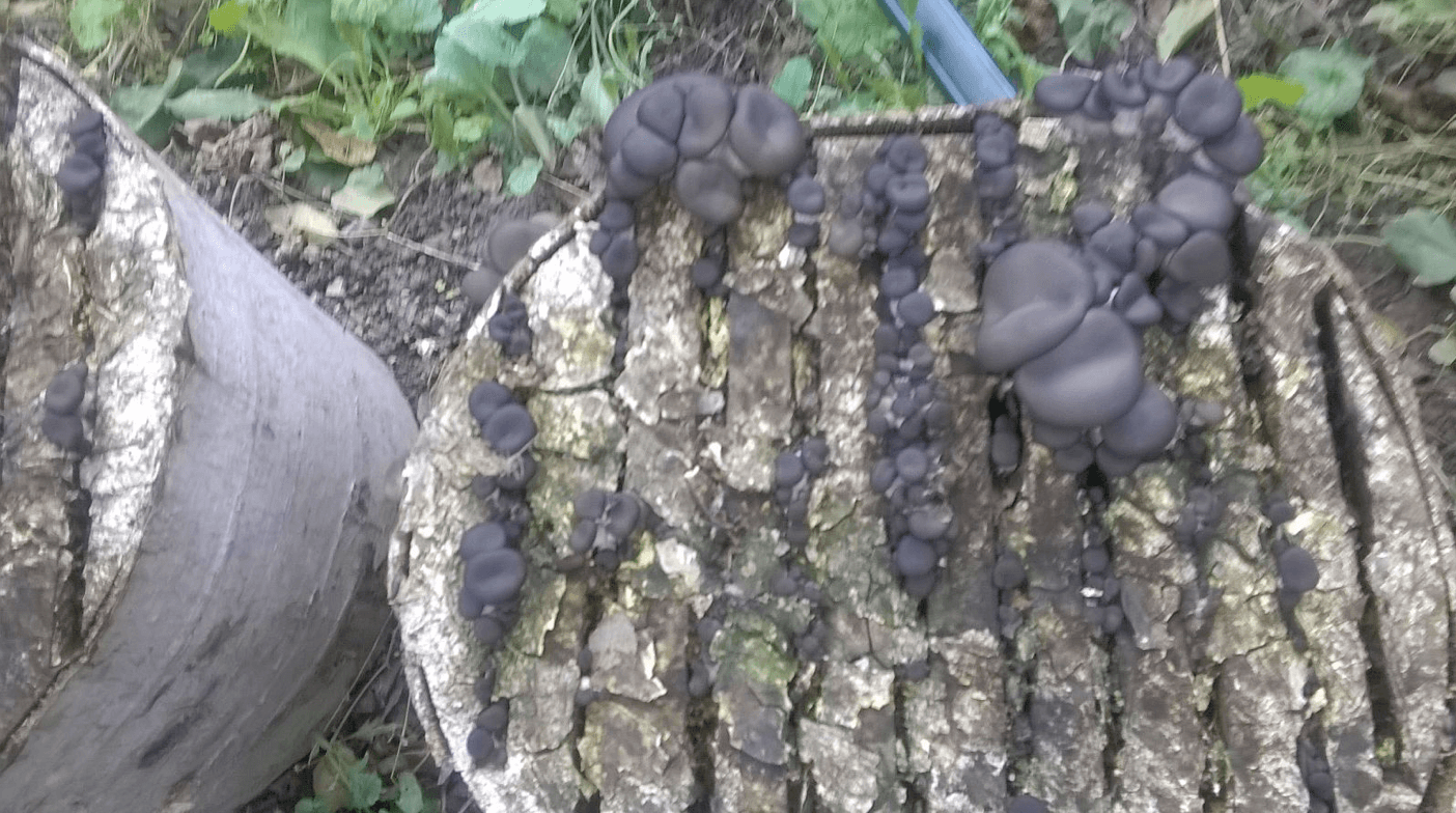 Cultivarea ciupercilor pleurotus / păstrăvul de fag (Pleurotus spp.) pe ...